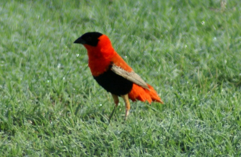 Sabanera Dorado, Puerto Rico